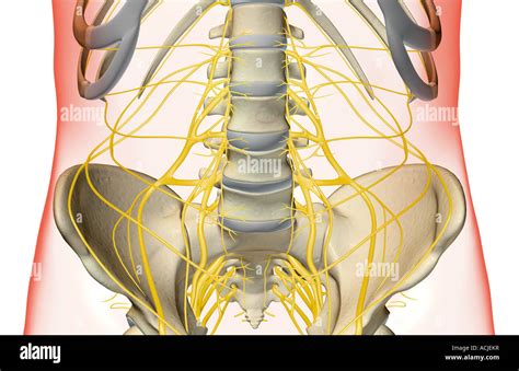 Ilioinguinal Nerve Entrapment