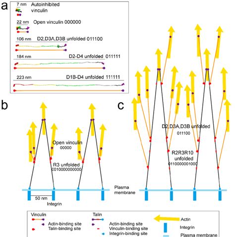 Vinculin To Scale A Structural Model Of Vinculin In Different States