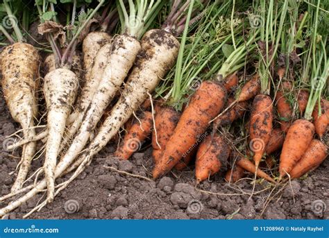 Carrots And Parsnip Stock Photo Image Of Nature White 11208960
