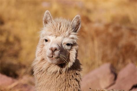 Alpaca Peruana En Los Andes Foto Premium