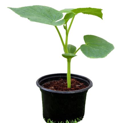 Bottle Gourd Plant Lagenaria Siceraria Opo Squash Lauki Vegetable