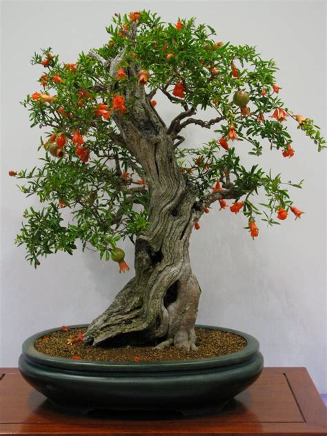 Pomegranate Bonsai Tree Care Guide Punica Granatum Bonsai Tree Gardener