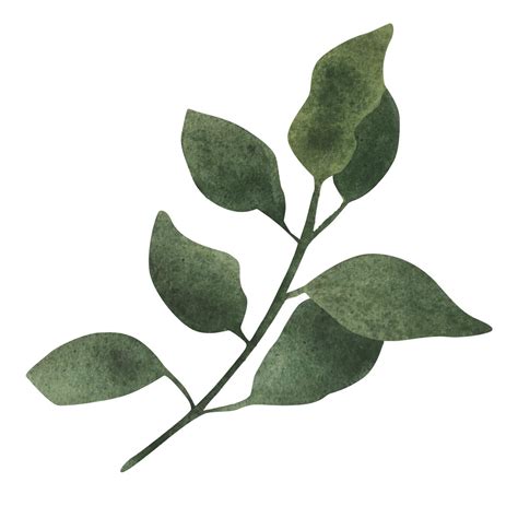 Premium Vector Green Leaf Isolated On White Background Watercolor Element