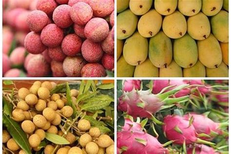 Vietnam Planea Exportaciones De Frutas Y Vegetales En