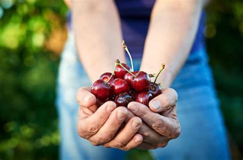 Rather Then Eating Sleeping Pills Try Having Cherries Startup Pakistan
