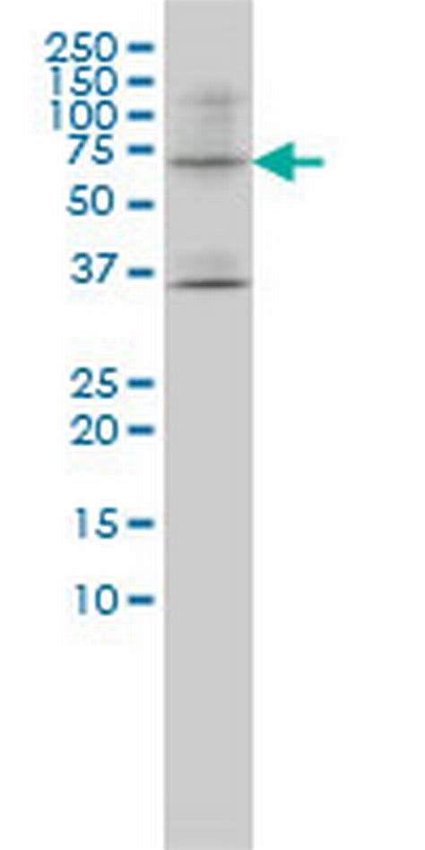 Lilrb1 Monoclonal Antibody 3d3 1d12 H00010859 M01