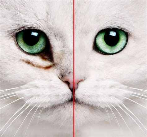 猫咪泪痕把毛染黄了，试试这些方法吧！ 喵百科 上亦科技