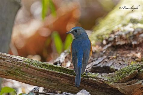 望遠狂の鳥見日記 そろそろかな