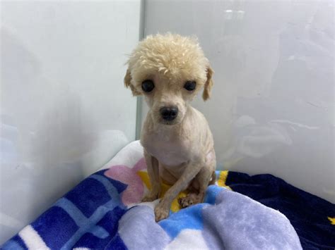 푸들 코코 스피츠성격 시바견성격 시베리안허스키성격 시츄성격 요크셔테리어성격 웰시코기성격 이탈리아그레이하운드성격 치와와성격 코카스파니엘성격 폼스키성격 폼치성격 폼피츠성격 푸숑