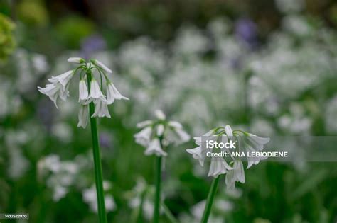꽃이 만발한 세 모서리 부추 알륨 트리케트럼 꽃의 클로즈업 0명에 대한 스톡 사진 및 기타 이미지 0명 5월 개화 Istock