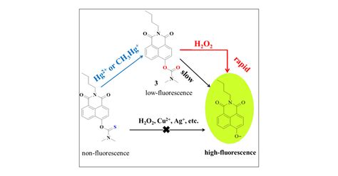 Highly Selective Fluorescent Probe For The Sensitive Detection Of Inorganic And Organic Mercury