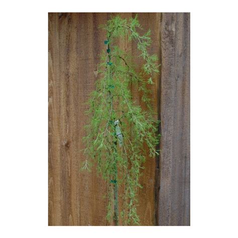 Caragana Arborescens Walkeri Cutleaf Weeping Siberian Pea Shrub