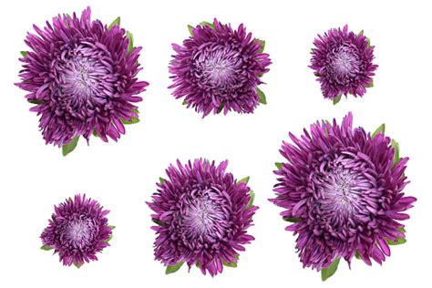 흰색 배경의 Asters 꽃 사용할 수 있는 배경 0명에 대한 스톡 사진 및 기타 이미지 0명 개체 그룹 계절 Istock