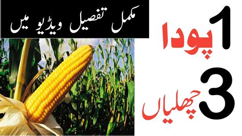 مکی کی فصل پر آنے والے اخراجات کی تفصیل۔مکی کی اچھی فصل۔مکی کی فصل پر