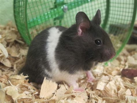 Сирийский хомяк уход и содержание в домашних условиях описание с фото