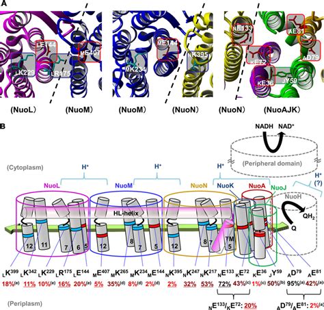 A Schematic Representation Of The Membrane Domain Of E Coli Ndh 1