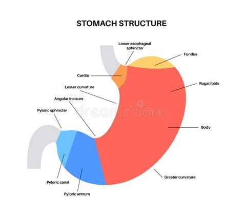Stomach Sections Diagram Stock Illustration Of Sphincter 41 Off