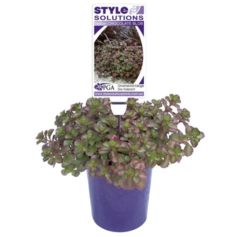 140mm Sedum Chocolate Blob Sedum Spurium Bunnings Australia