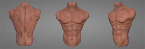 Artstation Male Torso
