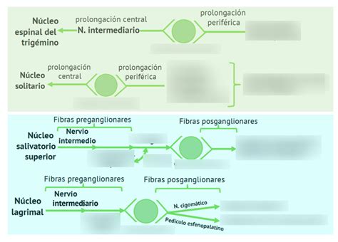 Vii Par Nervio Facial Diagram Quizlet