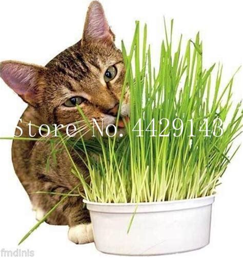 100 Pcs Edible Cat Grass Seeds Medicinal Lemongrass Bestseedsonline