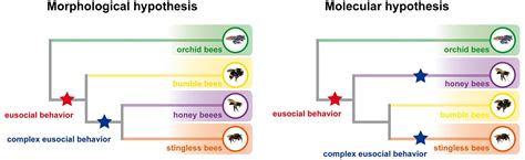 Mystery Deepens About Evolution Of Bees Social Behavior