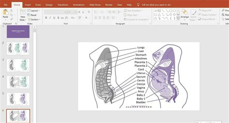 Cross Sections Powerpoint Presentation Tina Gibbs