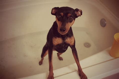 Wild Photography Bath Tiiimes