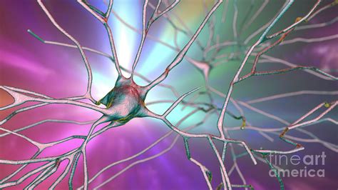 Human Brain Nerve Cells Photograph By Kateryna Konscience Photo