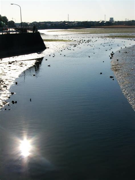 『野鳥の楽園 冬晴れに輝く谷津干潟で ☆東京湾奥に残された聖域の情景』船橋・習志野 千葉県 の旅行記・ブログ By マキタン2さん【フォートラベル】