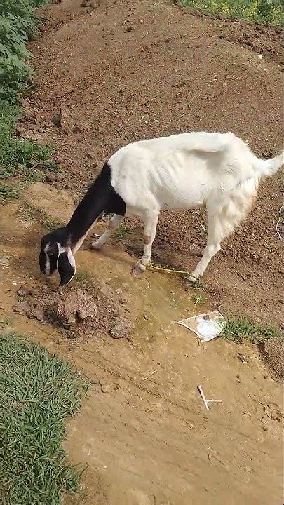 यह बकरी घास नहीं खा रही है बताइए कोई दवाई डॉक्टर को भी दिखाया था Youtube