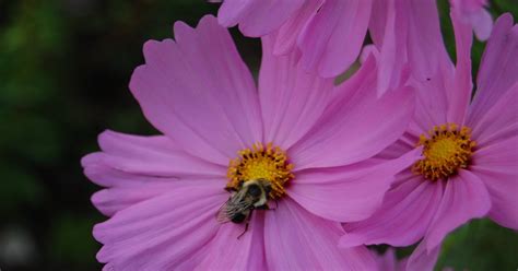 Cracked Pot Gardener Do You Have A Bumblebee Sleeping In Your Flower Bed