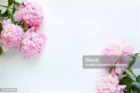 흰색 배경에 분홍색 모란 꽃의 창조적 인 레이아웃 텍스트의 공간을 복사합니다 플랫 레이 미니멀리즘과 자연 개념 개념에 대한 스톡
