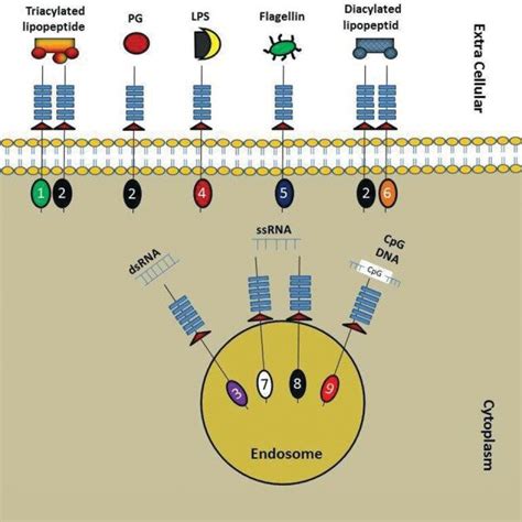 Signaling Pathways Of Different Tlrs 2 Download Scientific Diagram