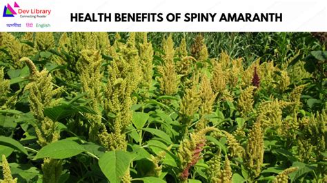 Health Benefits Of Spiny Amaranth কাটা খুতৰা শাকৰ উপকাৰিতা Dev Library