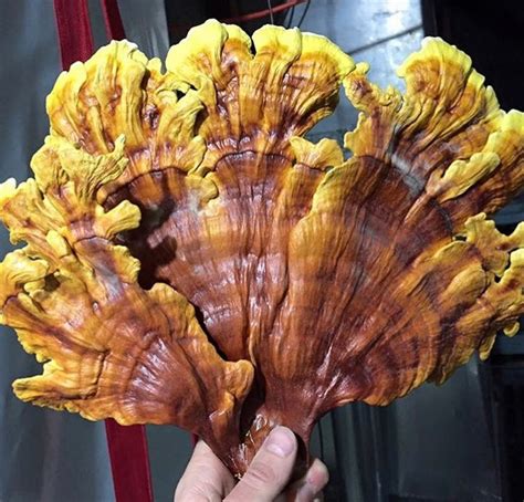 Ganoderma Multipileum Tf05 Culture Slant Terrestrial Fungi