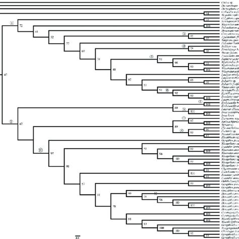 Maximum Likelihood Ml Tree Estimated From The Combined Based On
