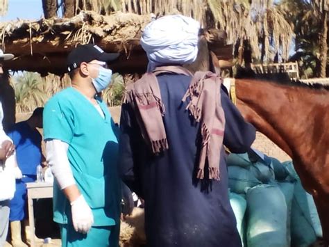 الزراعة فحص وعلاج 234 ألف رأس ماشية مجانا عبر 483 قافلة بيطرية × 2020