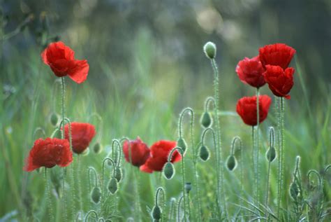 Like4like 가을 겨울 계절 장식 꽃 꽃꽂이 꽃다발 꽃봉오리 꽃잎 노란색 녹색 담쟁이덩굴 땅 라일락 러스틱 무지개 바탕화면 보라색