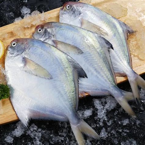 银鲳 鱼百科 智能鱼缸之家