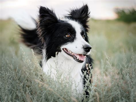 Strategies For Detecting And Preventing Pet Cancer Vmbs News