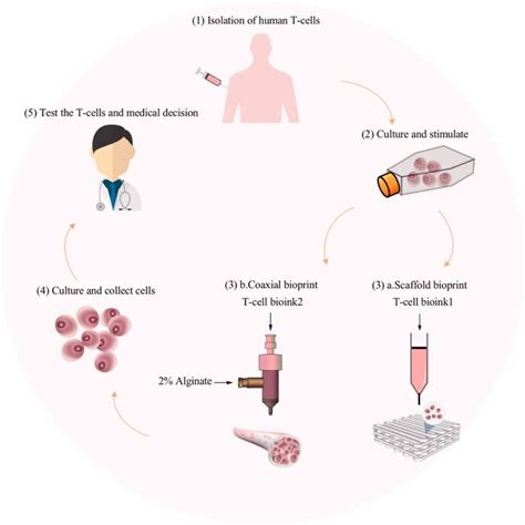 Schematic Illustration Of The Bioprinting Step 1 Primary Human