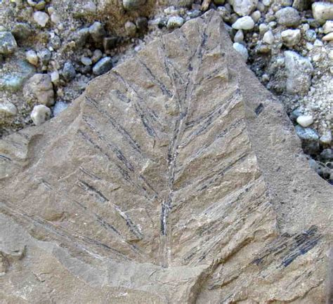 Deciduous Conifers In New Zealands Jurassic Fossil Forest At Curio Bay