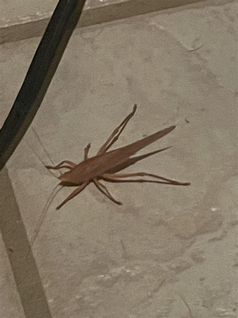 Found This Weird Six Legged Insect That Kind Of Looks Like A Brown Leaf