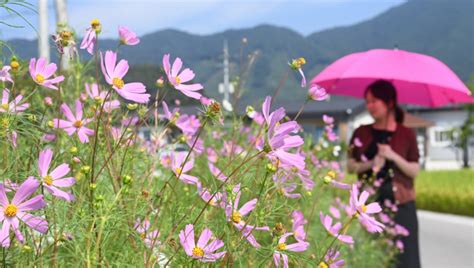가을 알리는 코스모스