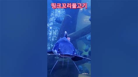 구례섬진강어류생태관핑크꼬리메기 Youtube