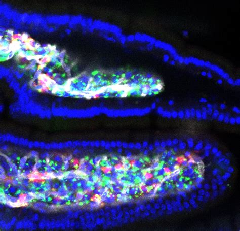 Scavenger Cells Protect Against Worm Infections MPI CBG