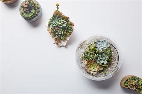 복사 공간이있는 흰색 배경의 화분과 조개에 녹색 다육 식물의 상단보기 0명에 대한 스톡 사진 및 기타 이미지 0명 녹색