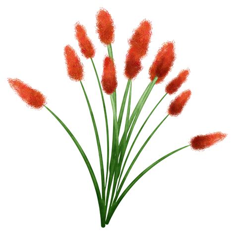 Grass Flower Orange 24064910 Png