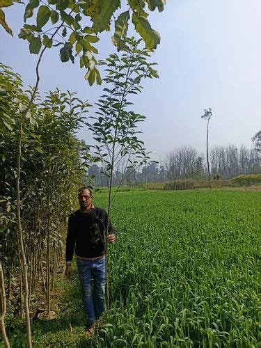 Full Sun Exposure Green Molsari Outdoor Plant Bakul Tree For